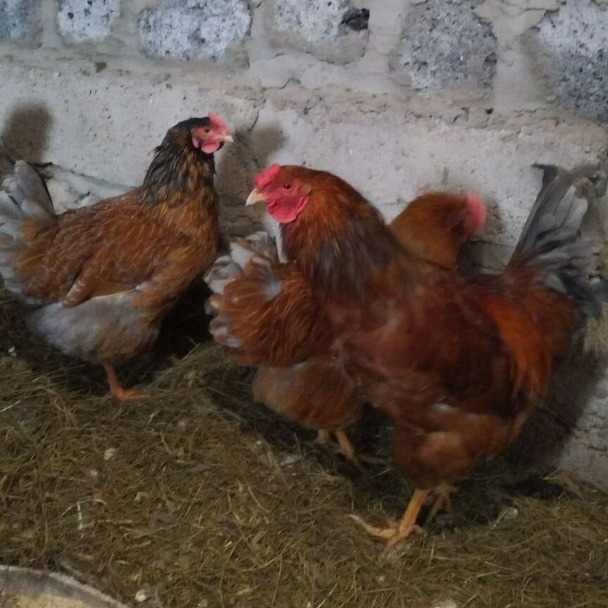 Семья кур
