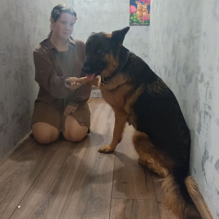 Немецкая овчарка, щенок