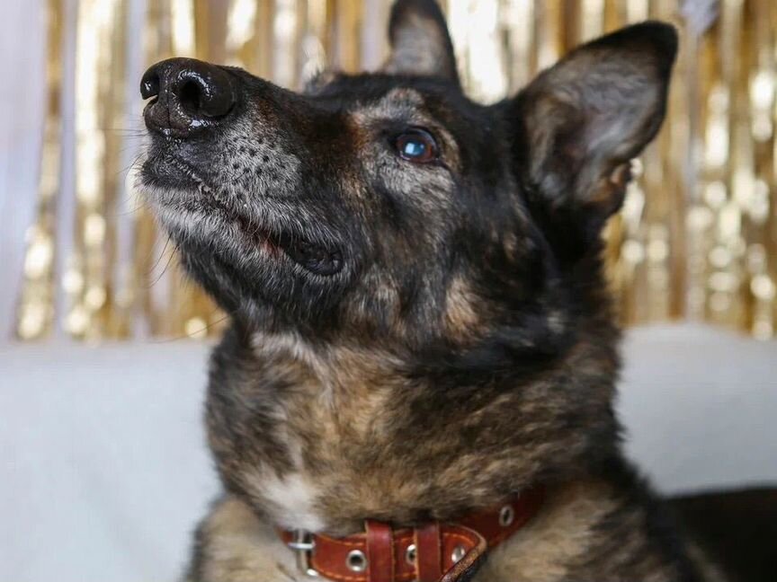 Собака без зубов спасите