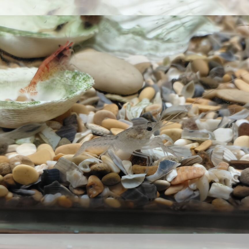 Мраморный рак