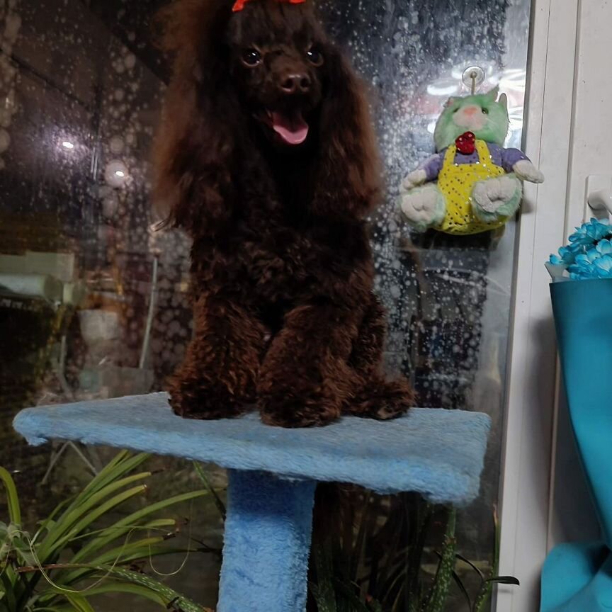 Вязка красный и шоколадный пудель