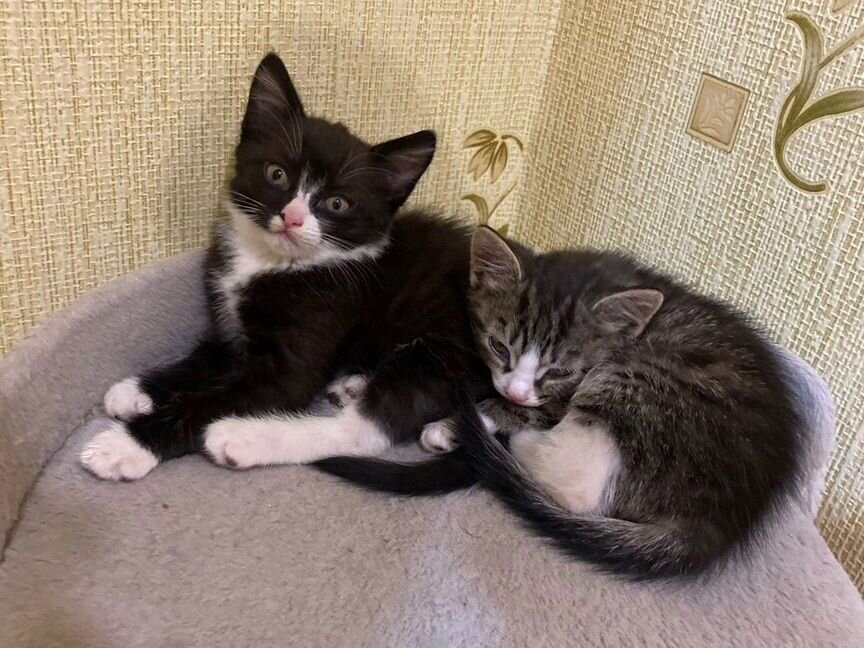 Котята в добрые руки мальчики