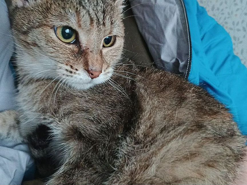 Котенок девочка 7 месяцев