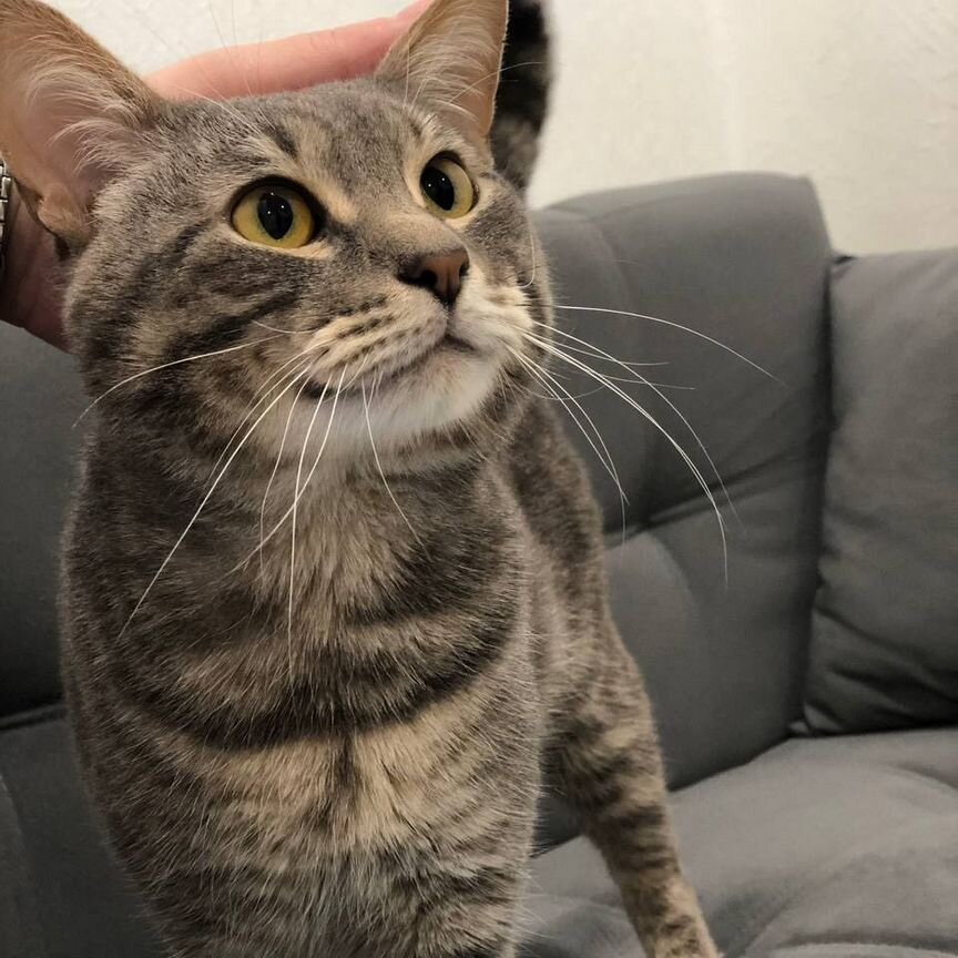 Котик в добрые руки