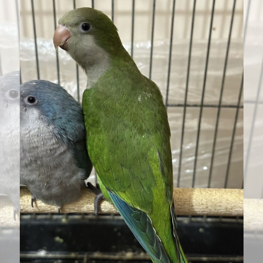 Попугай монах выкормыш