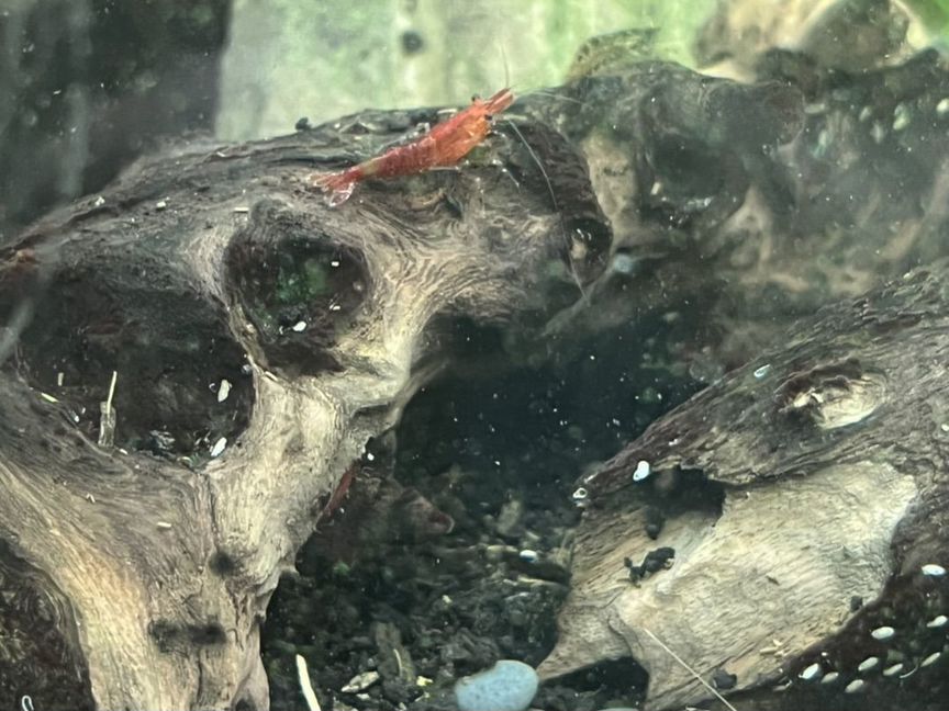 Креветки вишня