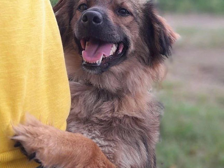 Собака в приюте