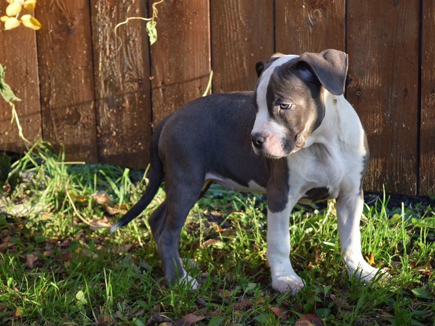 Стаффордширский терьер