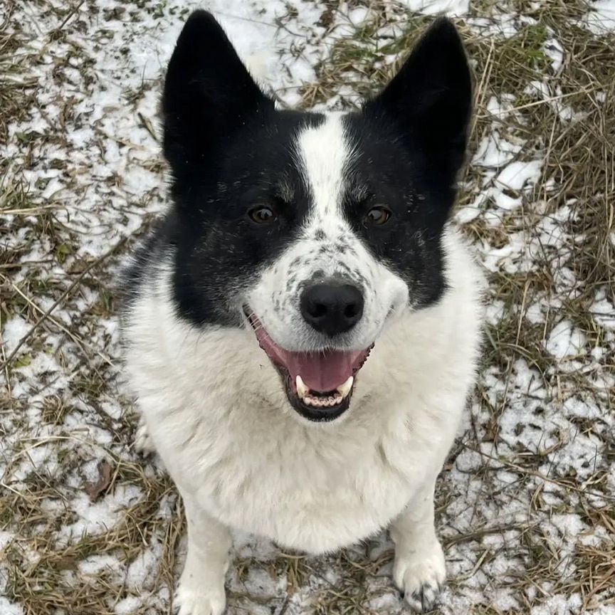 Взрослая собака в добрые руки