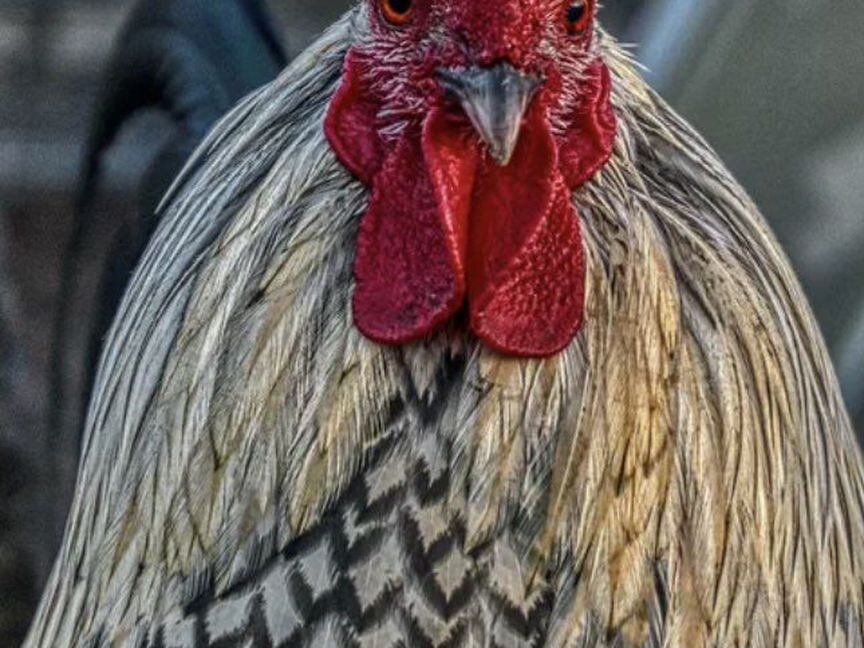 Мододые петухи