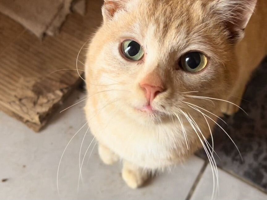 Рыжий котенок