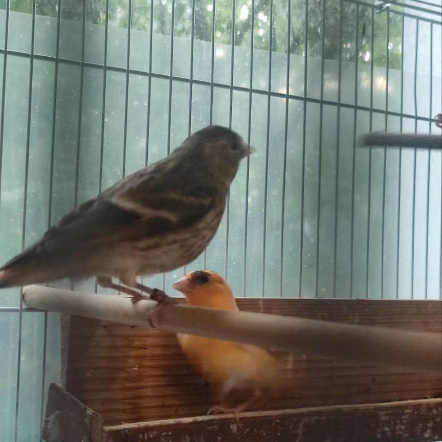 Гибрид щегла и канарейки