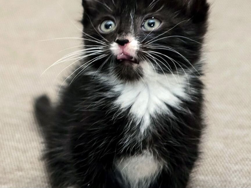 Котёнок