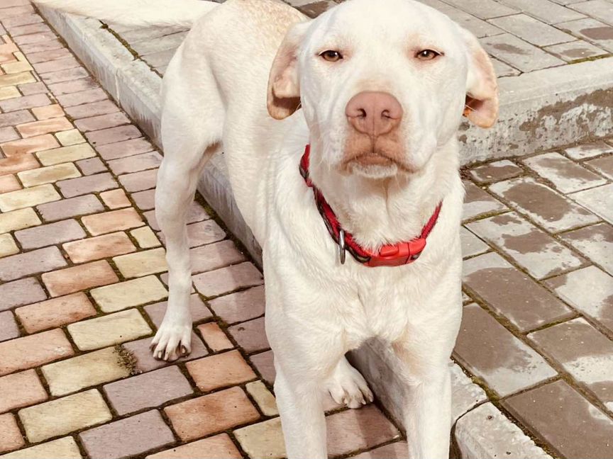 Щенок 10 мес, стерилизована. В самые добрые руки