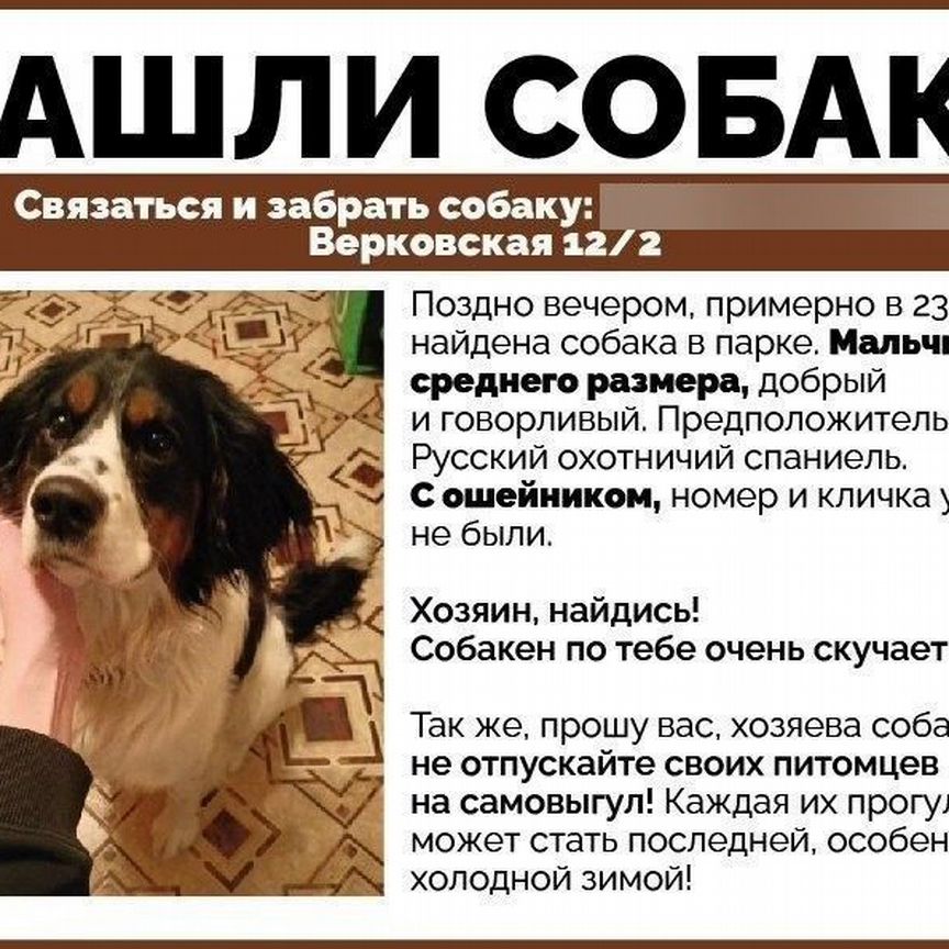 Собака сеттер