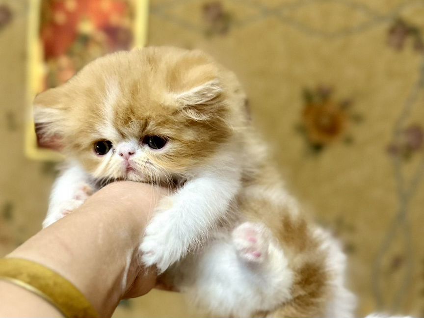 Персидские котята
