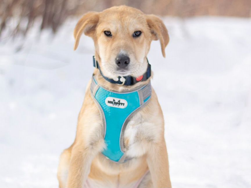 Щенок в добрые руки