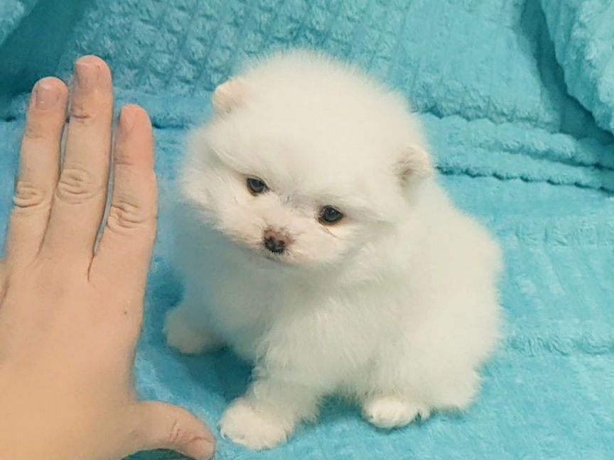 Померанский шпиц Умка