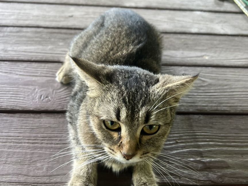 Котенок в добрые руки