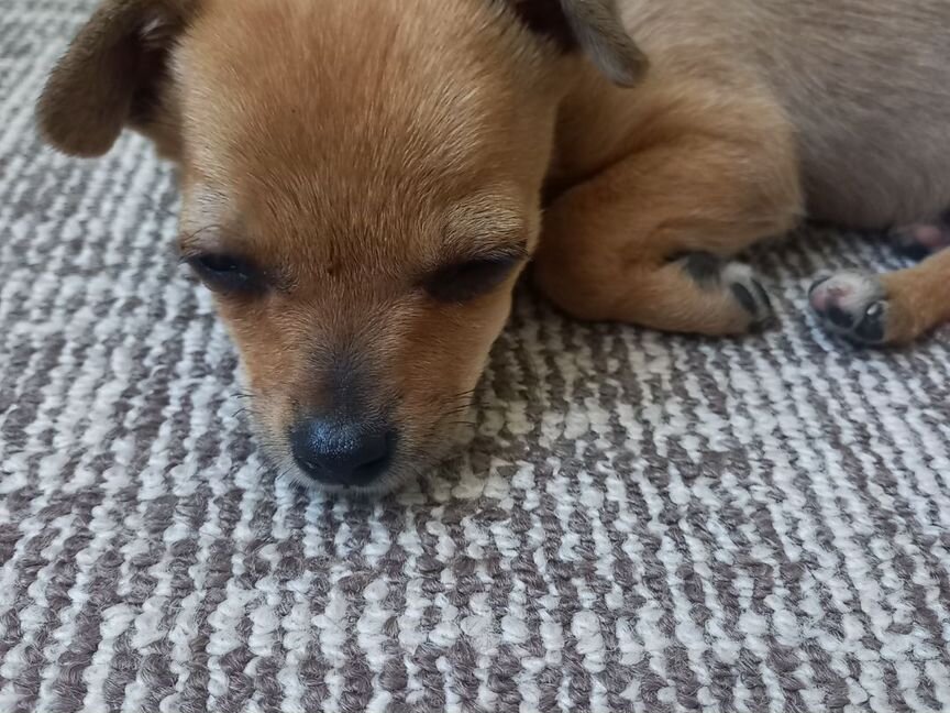 Собака в добрые руки чихуахуа или тойтэрьер, щенок