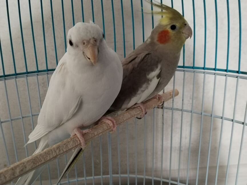 Попугай корелла с клеткой