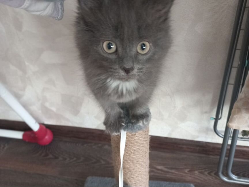 Отдадим котенка, девочка Бусинка