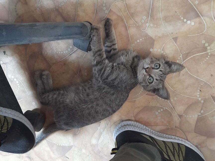 Отдам в добрые руки