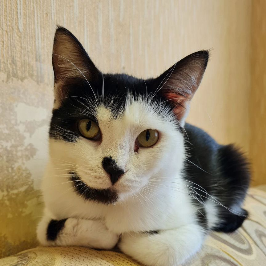 Кошка. Ляля