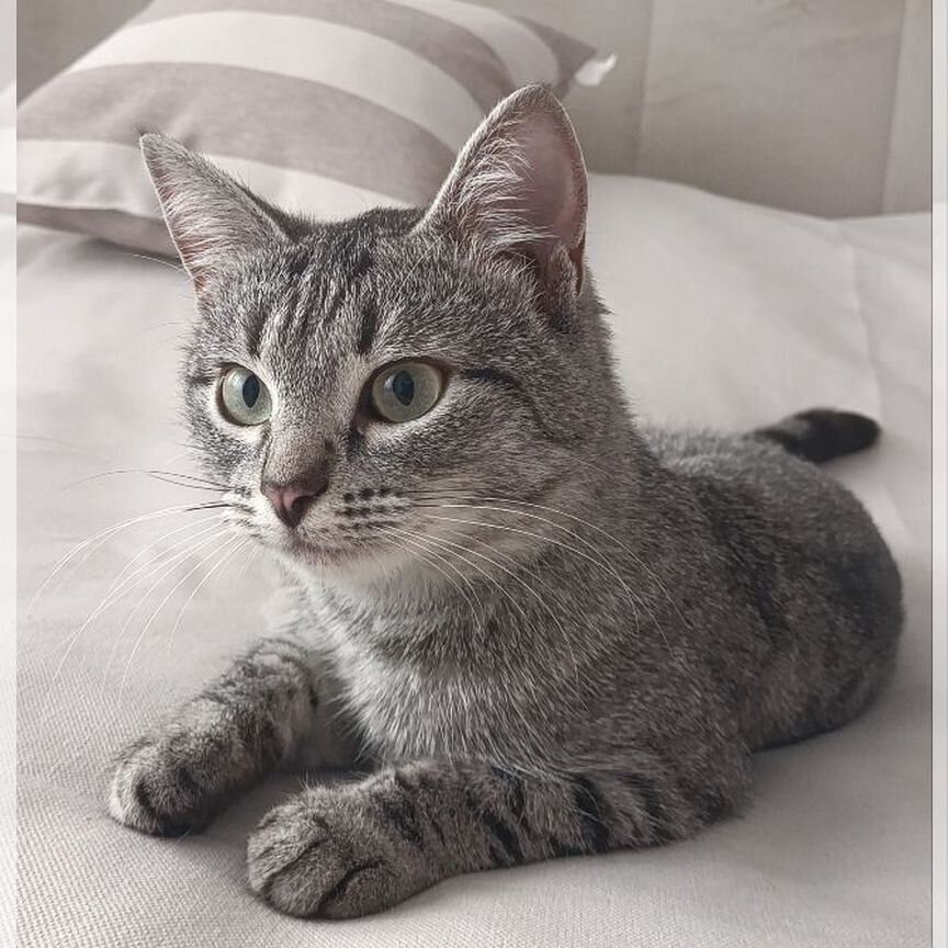 Котейка ищет дом