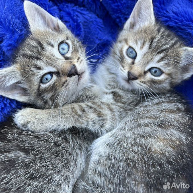 Котята с голубыми глазками 1.5 месяца
