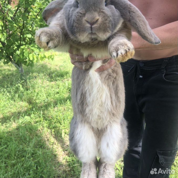 Самцы и самки - кролики, породы французский баран
