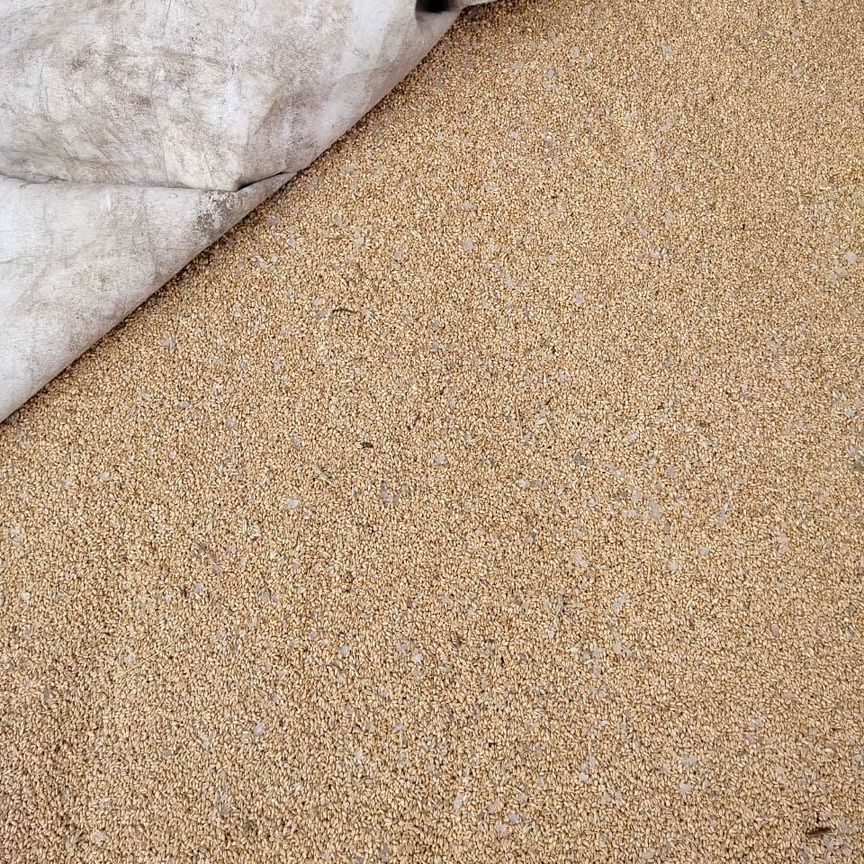 Зерно пшеница