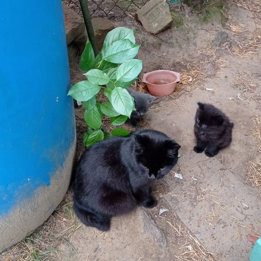 Котята осенние красивые сортовые звоните