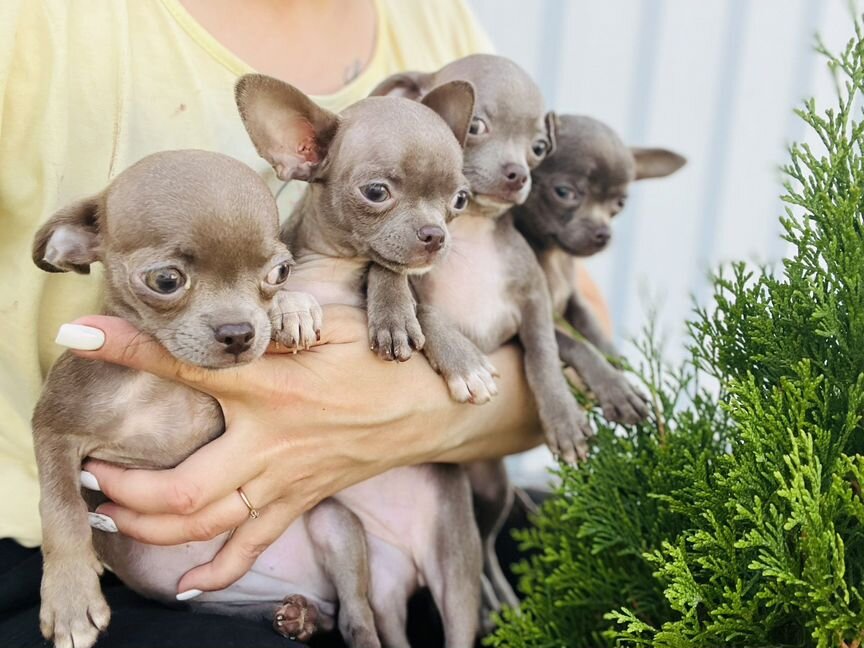 Чихуахуа Лиловые Мини