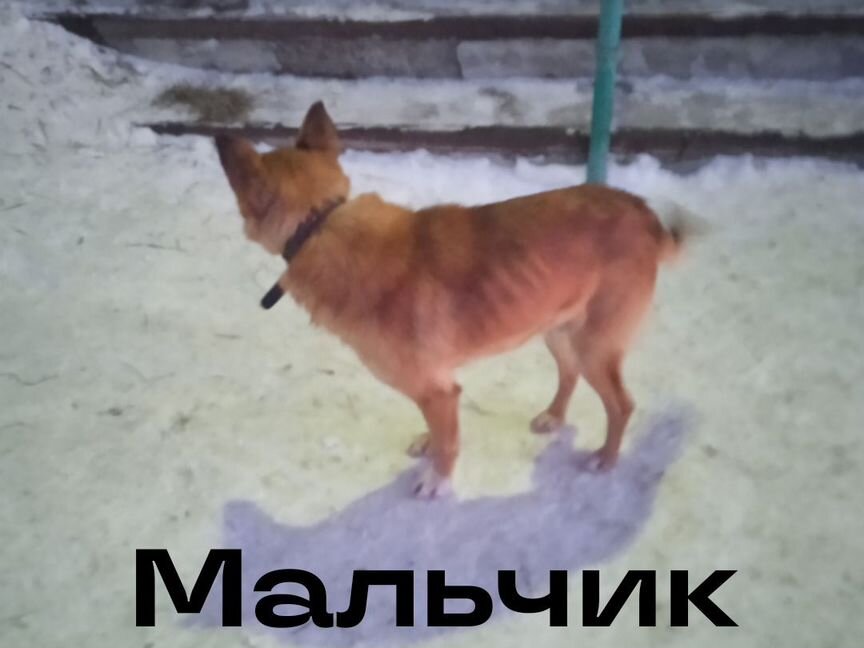 Отдам в хорошие руки 2 собак