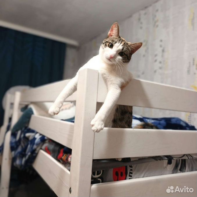 Кошка в дар Моника