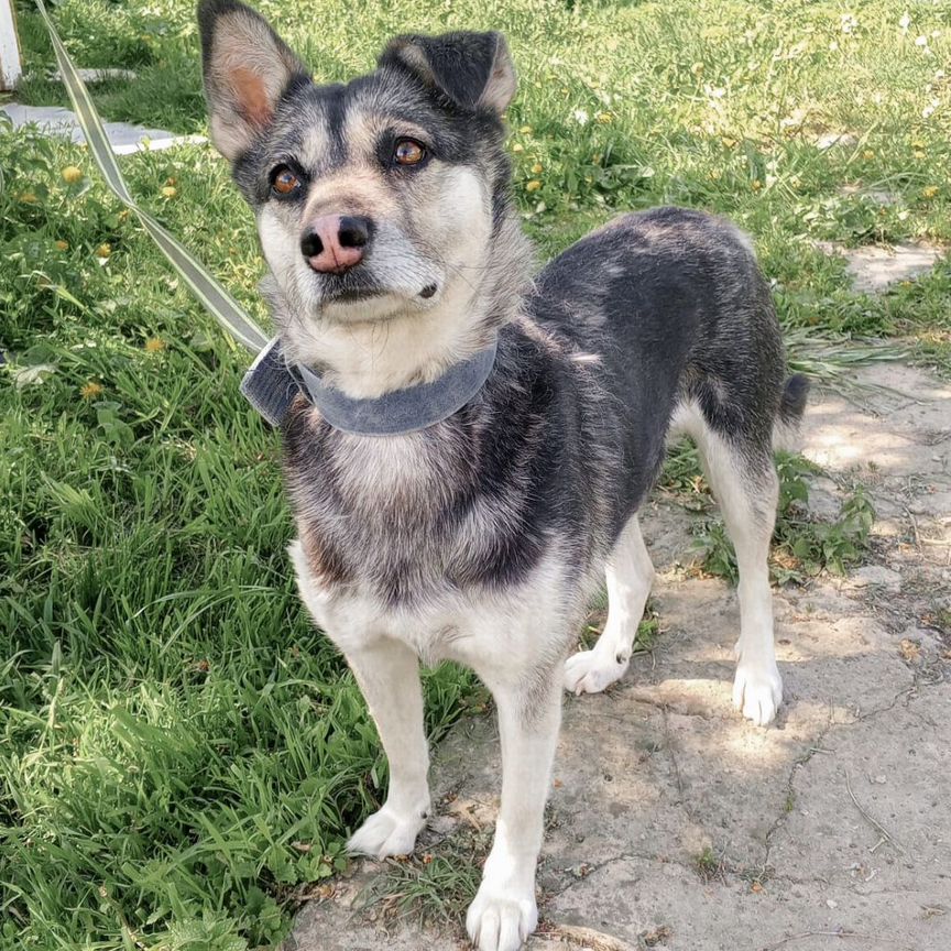 Собка, победившая ледяной плен