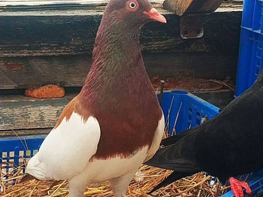 Голуби кормилки,без боя