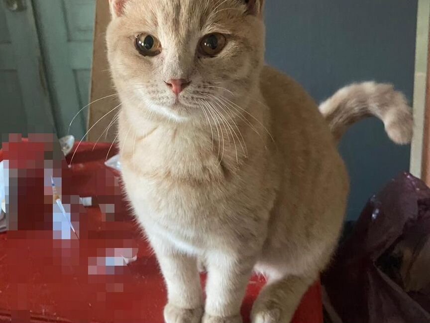 Кошка