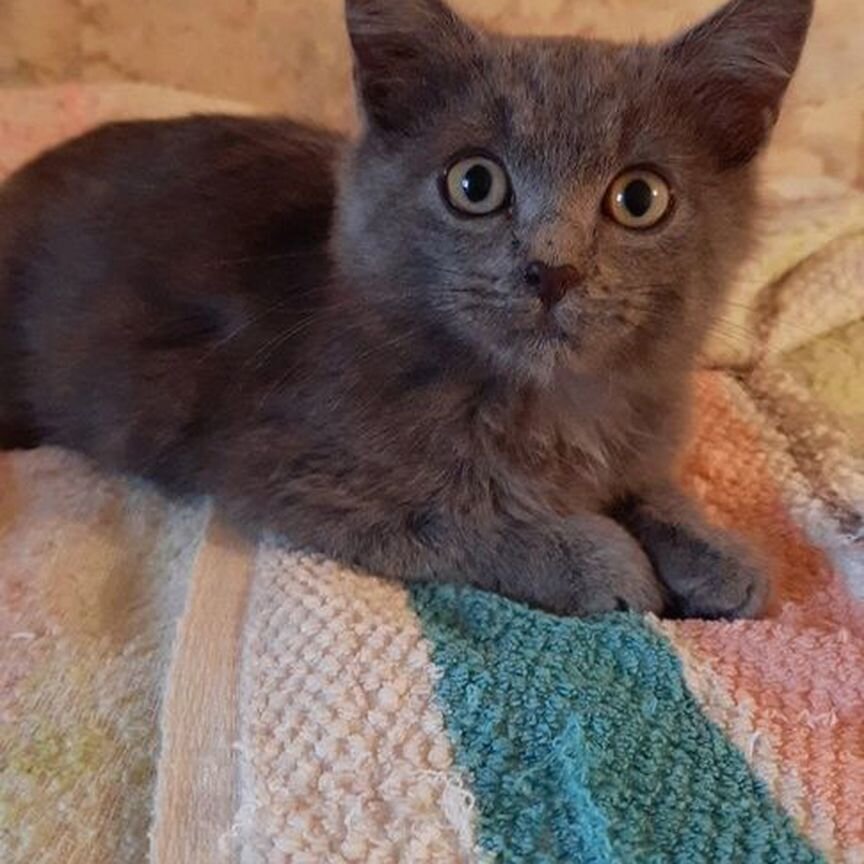 Котёнок Дымок в добрые руки