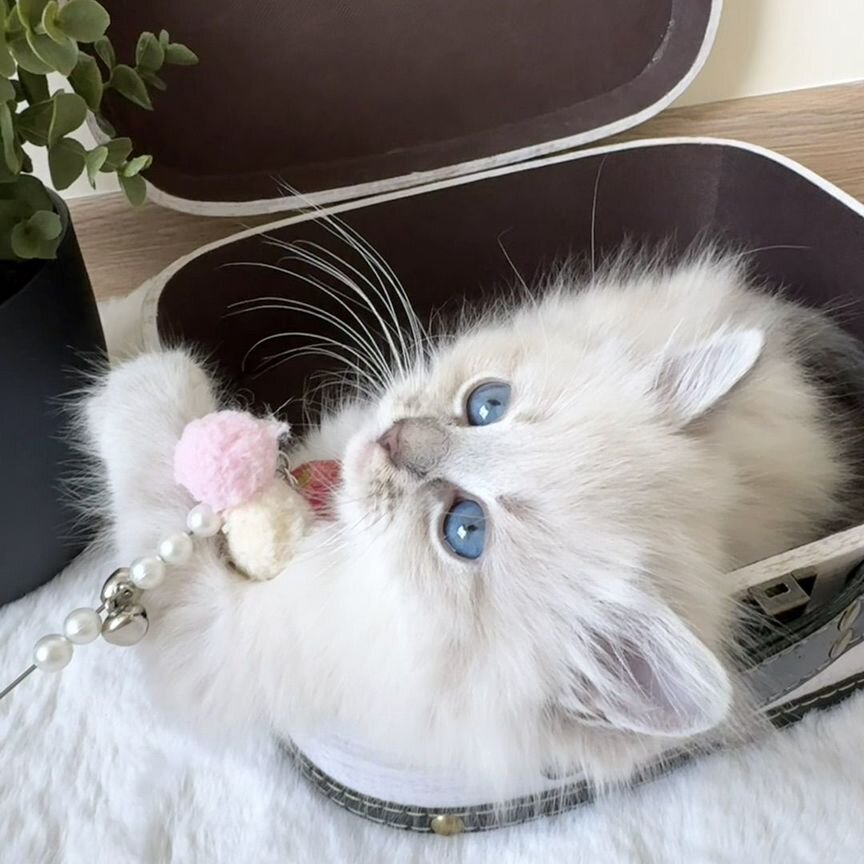 Невские маскарадные котята