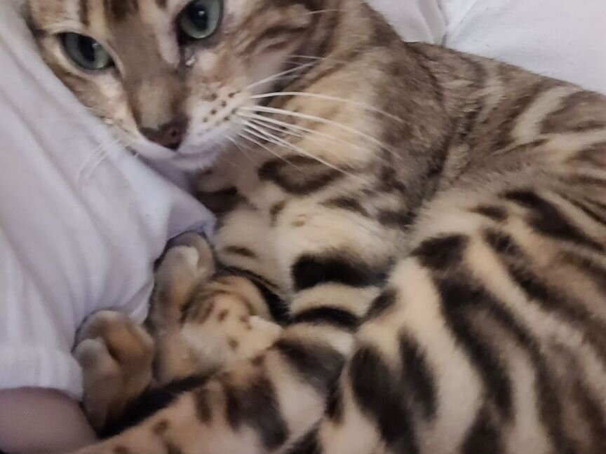 Бенгальская