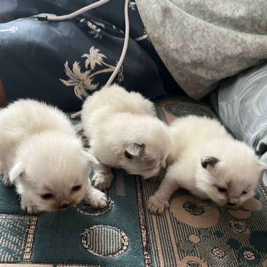 Невский маскарадный котёнок