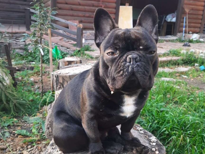 Французский бульдог кобель вязка