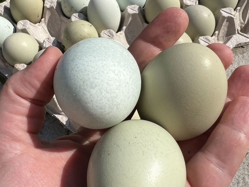 Инкубационное яйцо голубого оливкового цвета