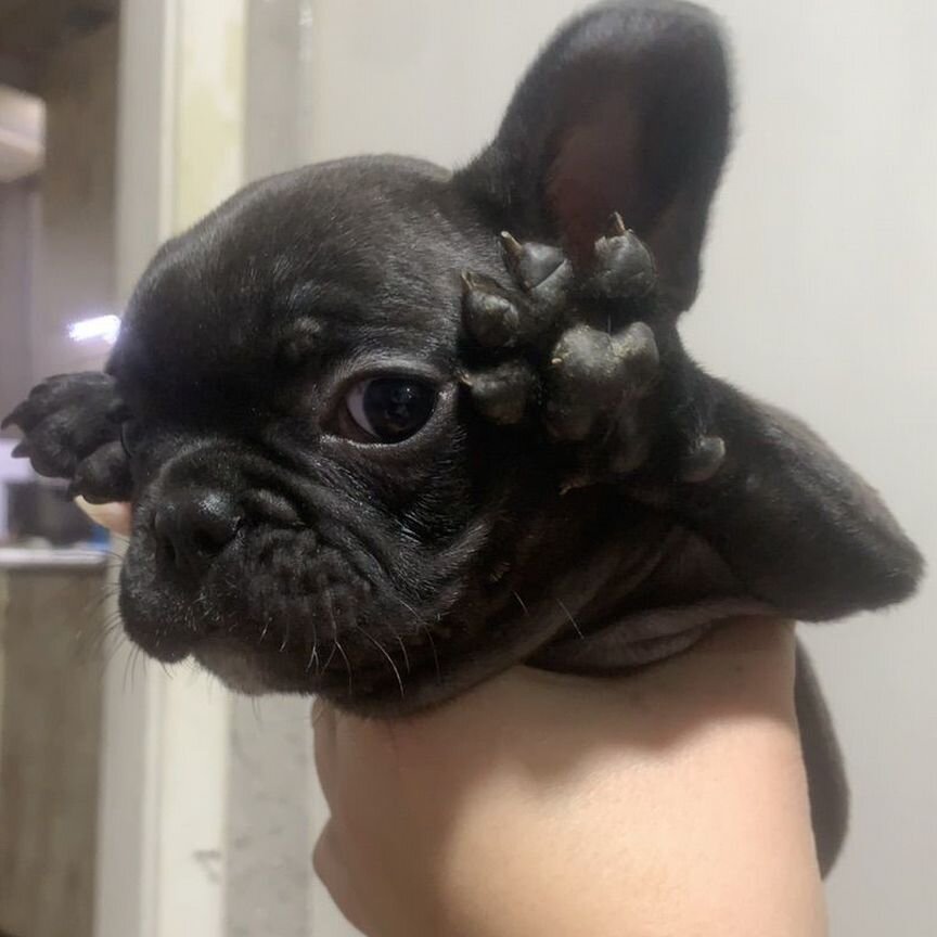 Французский бульдог, щенок