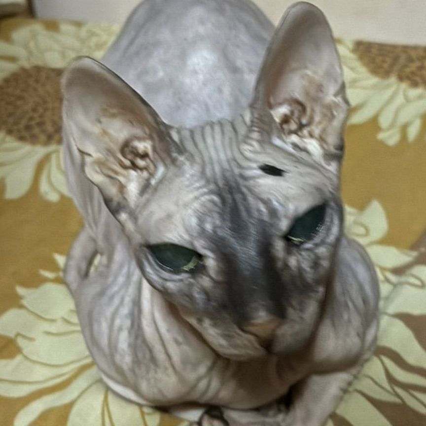 Канадский сфинкс, взрослая кошка