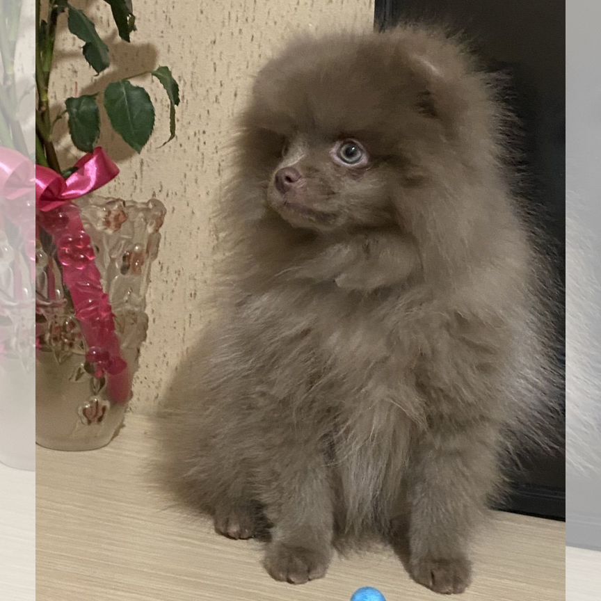 Померанский шпиц, щенок
