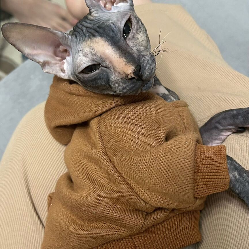 Сфинкс