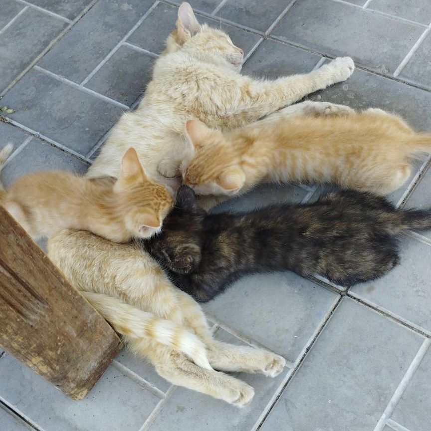 Котята бесплатно
